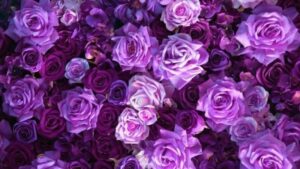 Top 55+ hình nền màu tím ấn tượng, tải miễn phí ngay