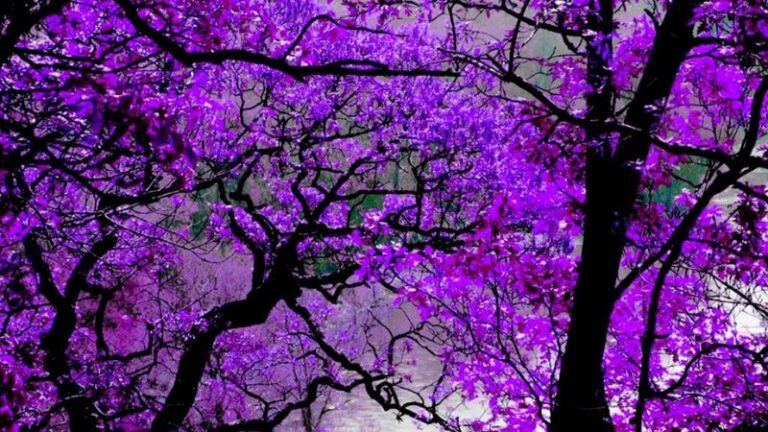 Top 55+ hình nền màu tím ấn tượng, tải miễn phí ngay