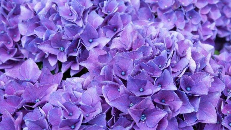 Top 55+ hình nền màu tím ấn tượng, tải miễn phí ngay