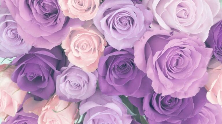 Top 55+ hình nền màu tím ấn tượng, tải miễn phí ngay