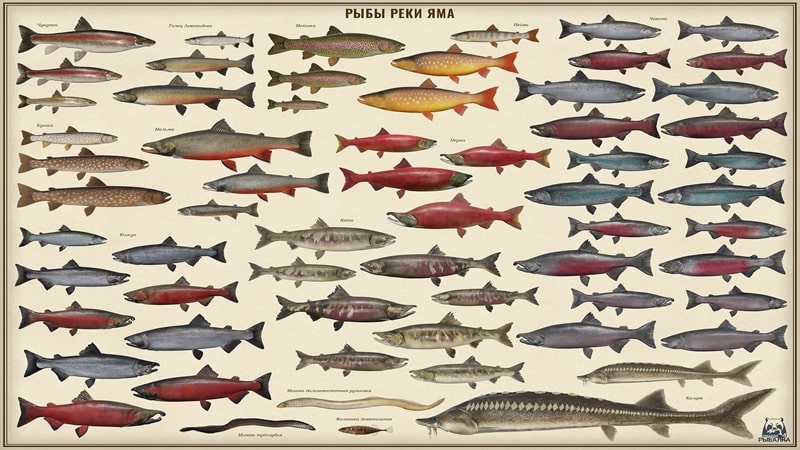 Thế giới câu cá hướng dẫn và mẹo trong Russian Fishing 4