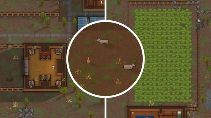 Hướng dẫn cho vật nuôi và thú cưng ăn trong tựa game Rim World