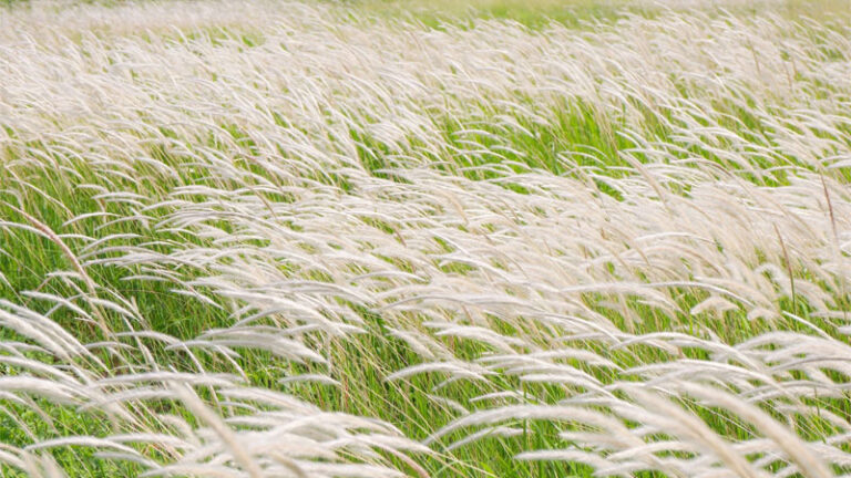 Lời bài hát Hoa Cỏ Lau (Lyrics), Hợp Âm, Full Remix & Cover - Phong Max