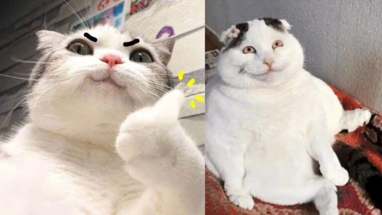 Tổng hợp 200+ Meme Mới Nhất 2025: Hài Hước, Cute, Bựa, Deep