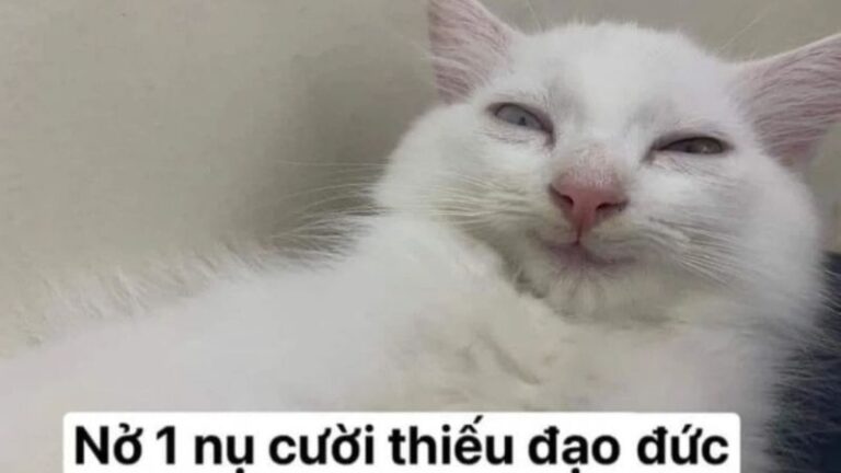 Tổng hợp 200+ Meme Mới Nhất 2025: Hài Hước, Cute, Bựa, Deep