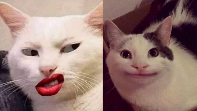 Tổng hợp 200+ Meme Mới Nhất 2025: Hài Hước, Cute, Bựa, Deep