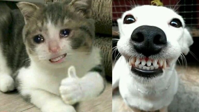 Tổng hợp 200+ Meme Mới Nhất 2025: Hài Hước, Cute, Bựa, Deep