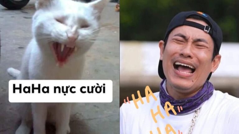 Tổng hợp 200+ Meme Mới Nhất 2025: Hài Hước, Cute, Bựa, Deep