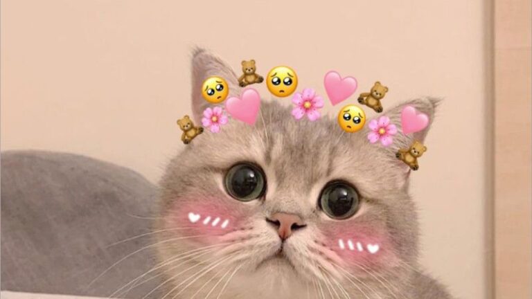 199+ meme ảnh mèo cute trái tim, ngầu, dễ thương