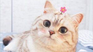 199+ meme ảnh mèo cute trái tim, ngầu, dễ thương