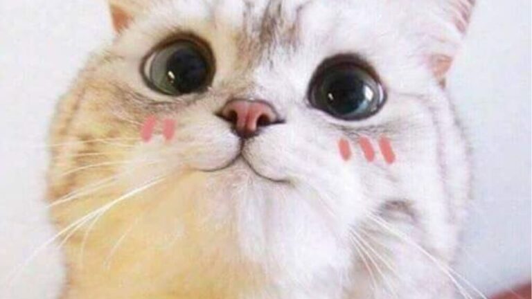 199+ meme ảnh mèo cute trái tim, ngầu, dễ thương