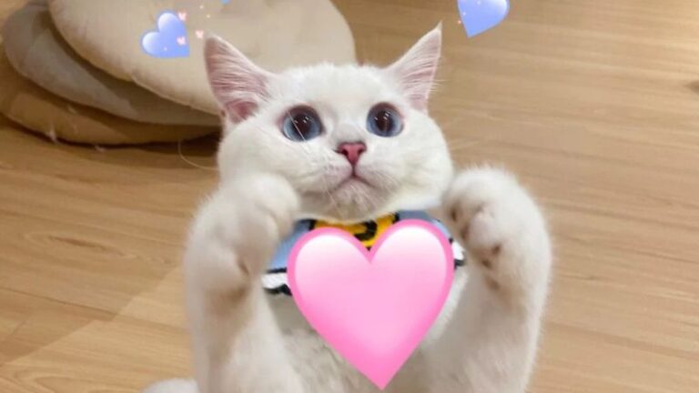 199+ meme ảnh mèo cute trái tim, ngầu, dễ thương