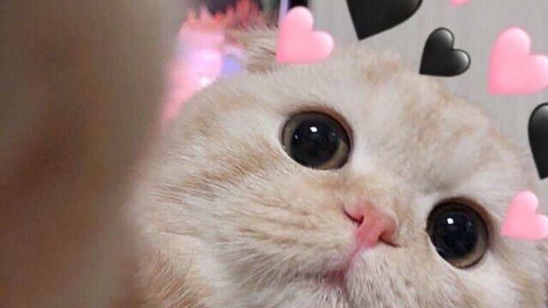 199+ meme ảnh mèo cute trái tim, ngầu, dễ thương