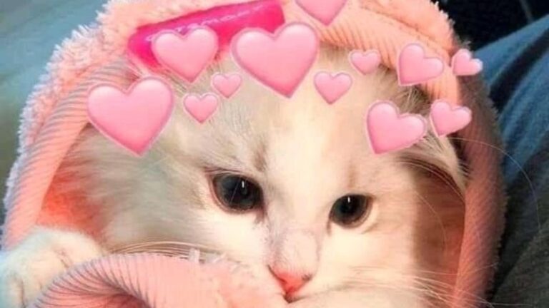 199+ meme ảnh mèo cute trái tim, ngầu, dễ thương