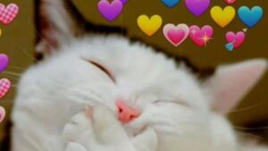 199+ meme ảnh mèo cute trái tim, ngầu, dễ thương