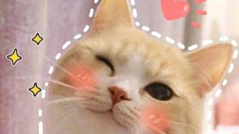 199+ meme ảnh mèo cute trái tim, ngầu, dễ thương