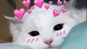 199+ meme ảnh mèo cute trái tim, ngầu, dễ thương