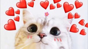 199+ meme ảnh mèo cute trái tim, ngầu, dễ thương