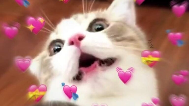 199+ meme ảnh mèo cute trái tim, ngầu, dễ thương