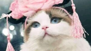 199+ meme ảnh mèo cute trái tim, ngầu, dễ thương