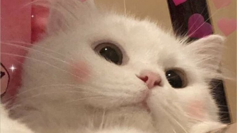 199+ meme ảnh mèo cute trái tim, ngầu, dễ thương