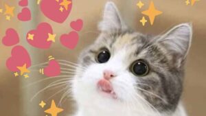 199+ meme ảnh mèo cute trái tim, ngầu, dễ thương