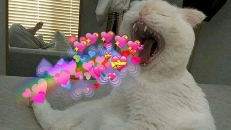 199+ meme ảnh mèo cute trái tim, ngầu, dễ thương