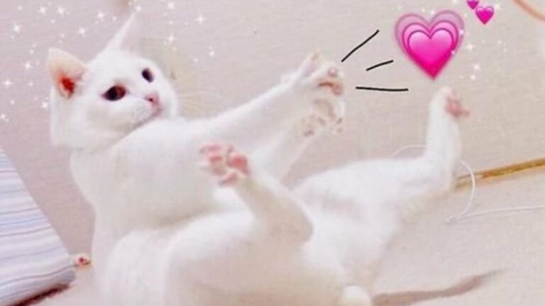 199+ meme ảnh mèo cute trái tim, ngầu, dễ thương