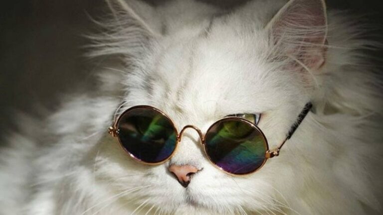 199+ meme ảnh mèo cute trái tim, ngầu, dễ thương