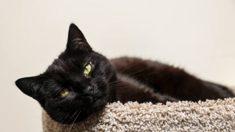 199+ meme ảnh mèo cute trái tim, ngầu, dễ thương