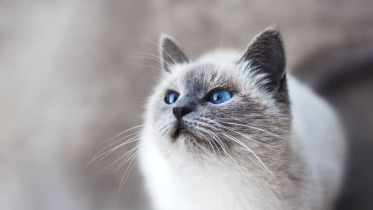 199+ meme ảnh mèo cute trái tim, ngầu, dễ thương