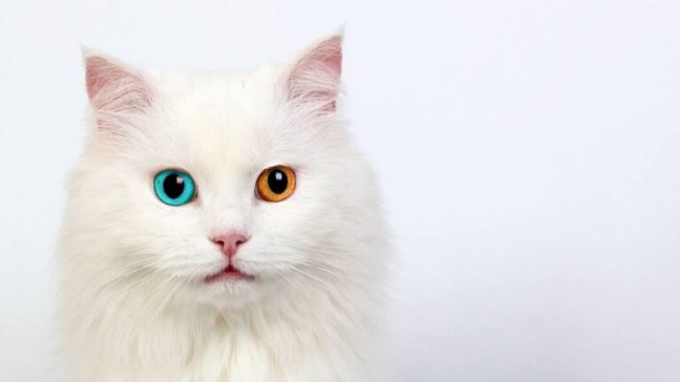 199+ meme ảnh mèo cute trái tim, ngầu, dễ thương