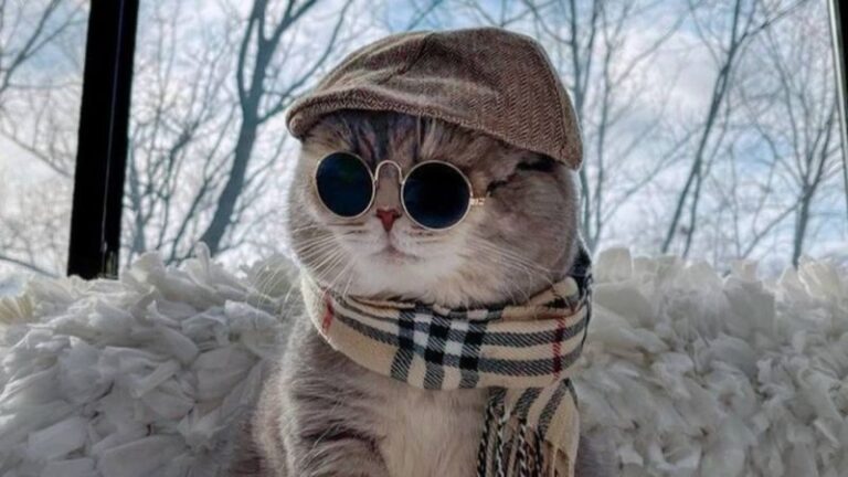 199+ meme ảnh mèo cute trái tim, ngầu, dễ thương