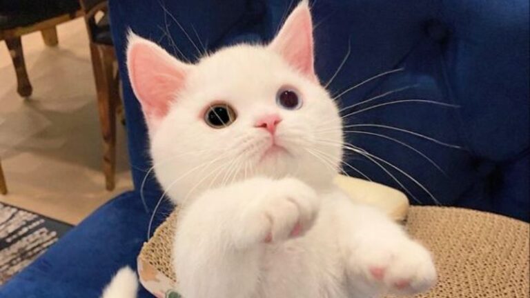199+ meme ảnh mèo cute trái tim, ngầu, dễ thương