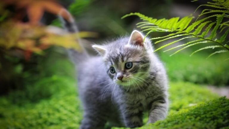 199+ meme ảnh mèo cute trái tim, ngầu, dễ thương