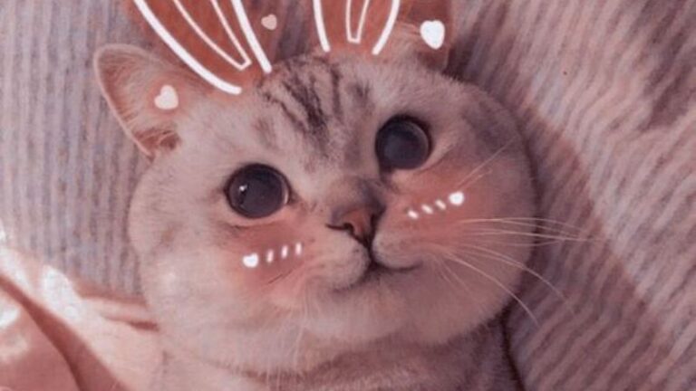 199+ meme ảnh mèo cute trái tim, ngầu, dễ thương