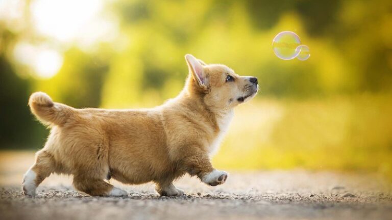 Chó Cute: 100+ Hình Ảnh Chó Cute Dễ Thương, Hài Hước Làm Nền Điện Thoại ...