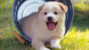 Chó Cute: 100+ Hình Ảnh Chó Cute Dễ Thương, Hài Hước Làm Nền Điện Thoại ...