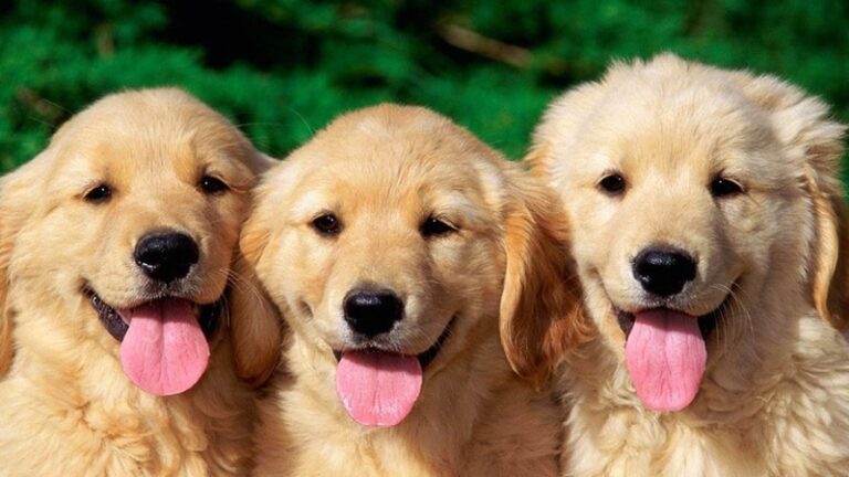 Ảnh con chó: Tổng hợp +50 hình ảnh nền dễ thương