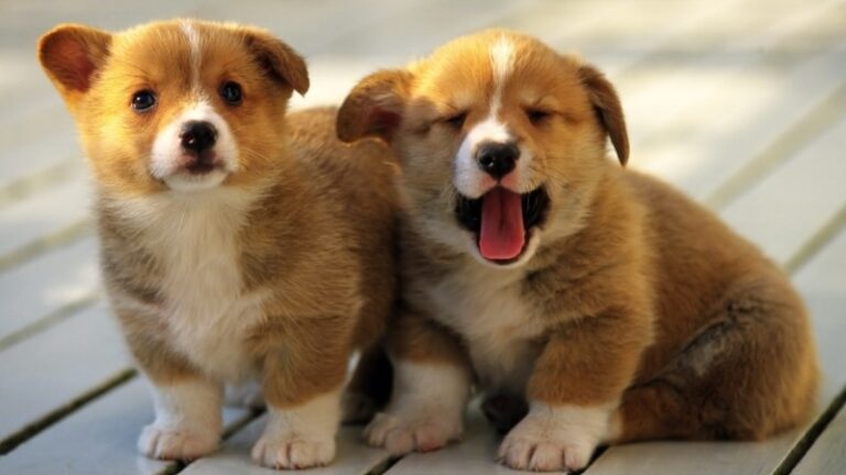 Chó Cute: 100+ Hình Ảnh Chó Cute Dễ Thương, Hài Hước Làm Nền Điện Thoại ...