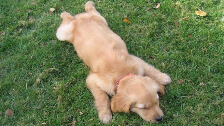 Chó Cute: 100+ Hình Ảnh Chó Cute Dễ Thương, Hài Hước Làm Nền Điện Thoại ...