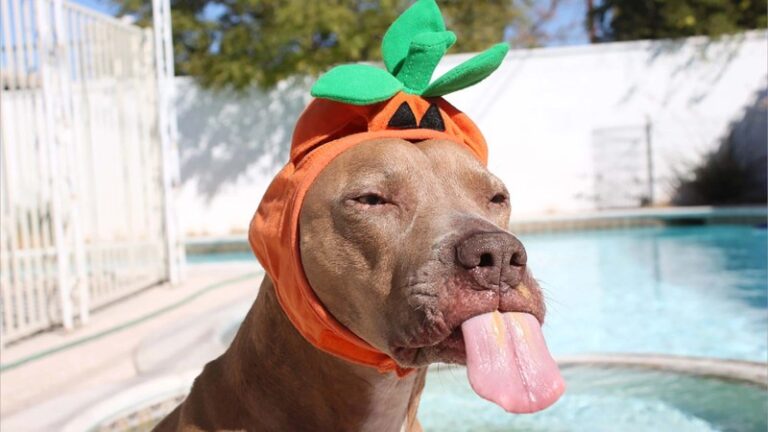 Chó Cute: 100+ Hình Ảnh Chó Cute Dễ Thương, Hài Hước Làm Nền Điện Thoại ...