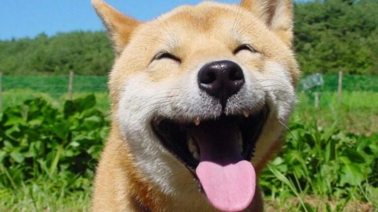 Ảnh con chó: Tổng hợp +50 hình ảnh nền dễ thương