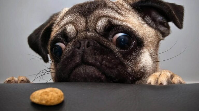 Ảnh con chó: Tổng hợp +50 hình ảnh nền dễ thương