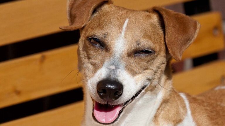 Ảnh con chó: Tổng hợp +50 hình ảnh nền dễ thương