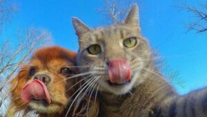 Ảnh con chó: Tổng hợp +50 hình ảnh nền dễ thương