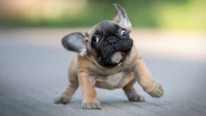 Ảnh con chó: Tổng hợp +50 hình ảnh nền dễ thương