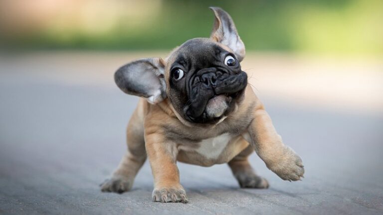 Ảnh con chó: Tổng hợp +50 hình ảnh nền dễ thương