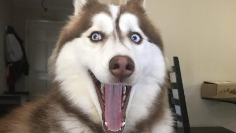 Chó Cute: 100+ Hình Ảnh Chó Cute Dễ Thương, Hài Hước Làm Nền Điện Thoại ...