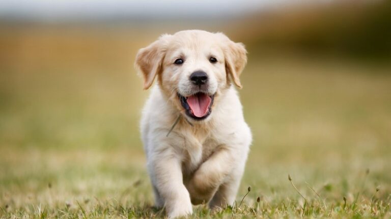 Chó Cute: 100+ Hình Ảnh Chó Cute Dễ Thương, Hài Hước Làm Nền Điện Thoại ...